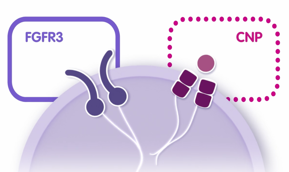 VOXZOGO® (vosoritide) | Learn More